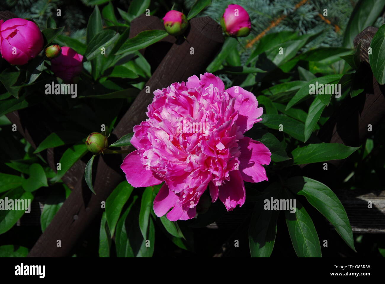 Peony, paeonia veitchii Stock Photo - Alamy
