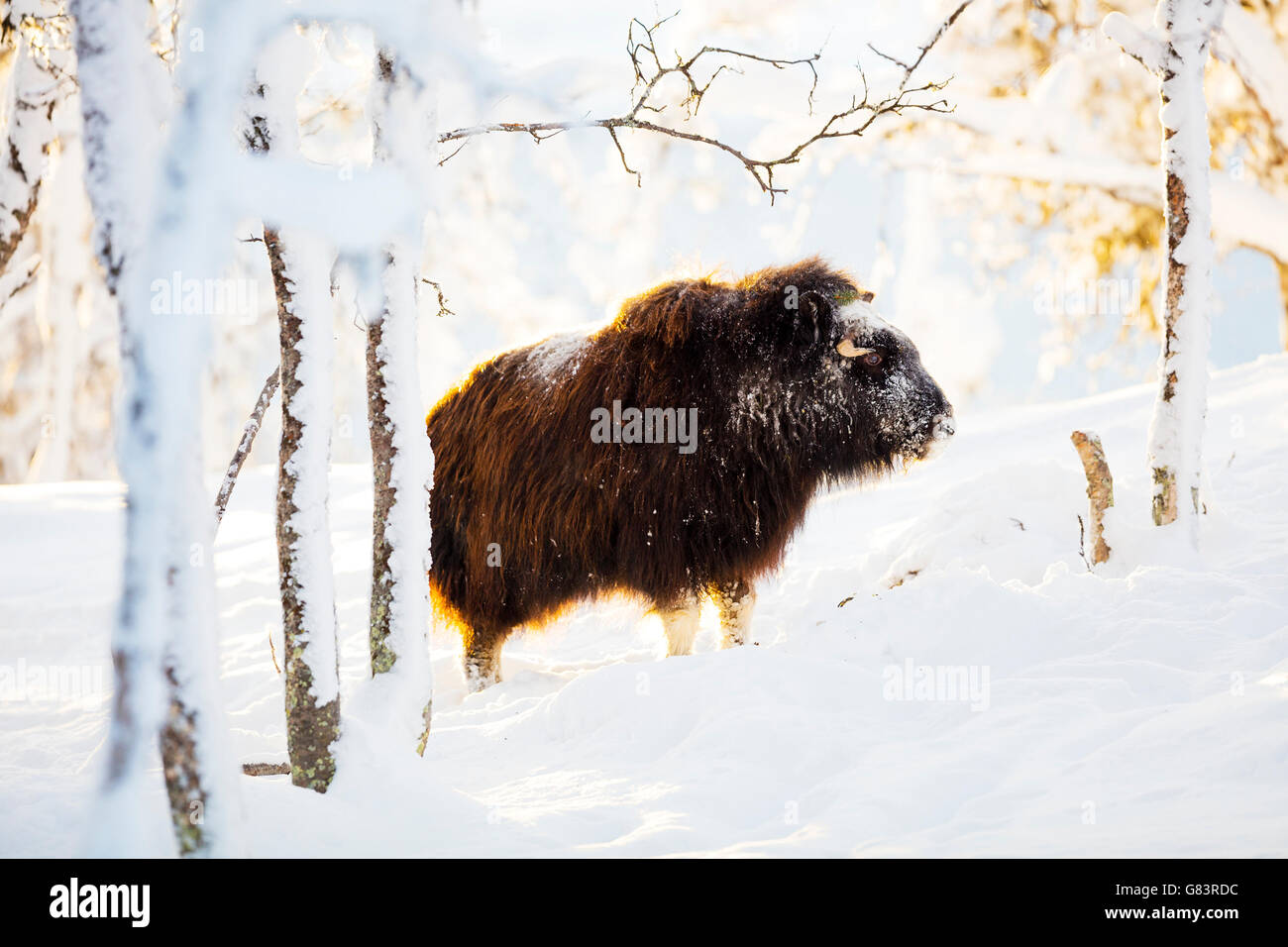 Large musk standing in the winter snow at sunset Stock Photo - Alamy