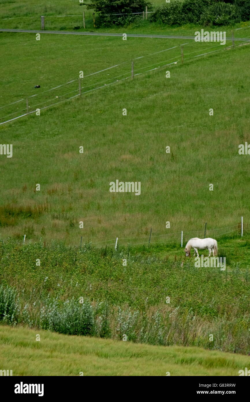 A white Shetland pony grazing in a paddock on the south downs in ...