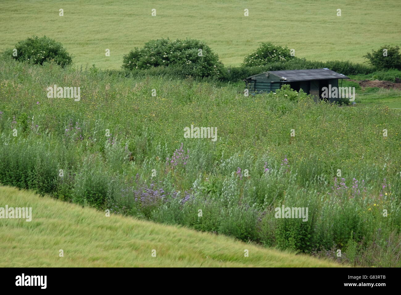 A small horse stable in a pasture in an overgrown pasture full of ...