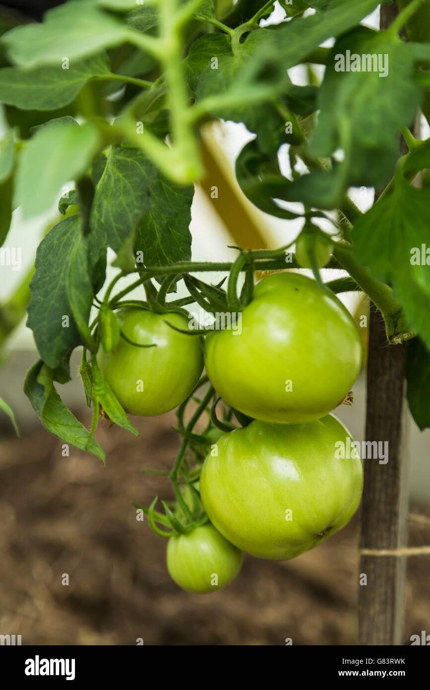 Tomato tree hi-res stock photography and images - Alamy