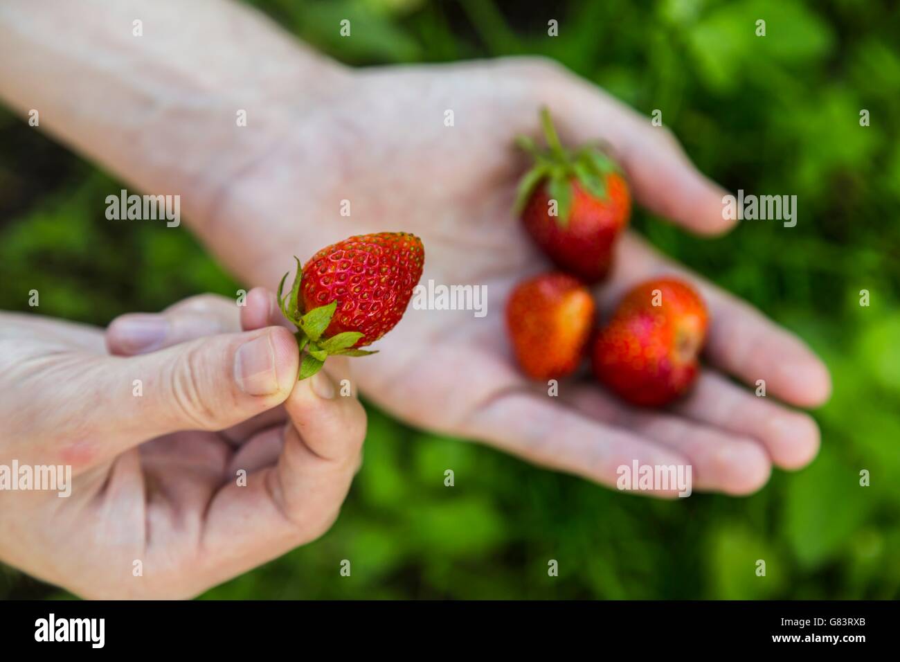 Male hands holding strawberries Stock Photo - Alamy