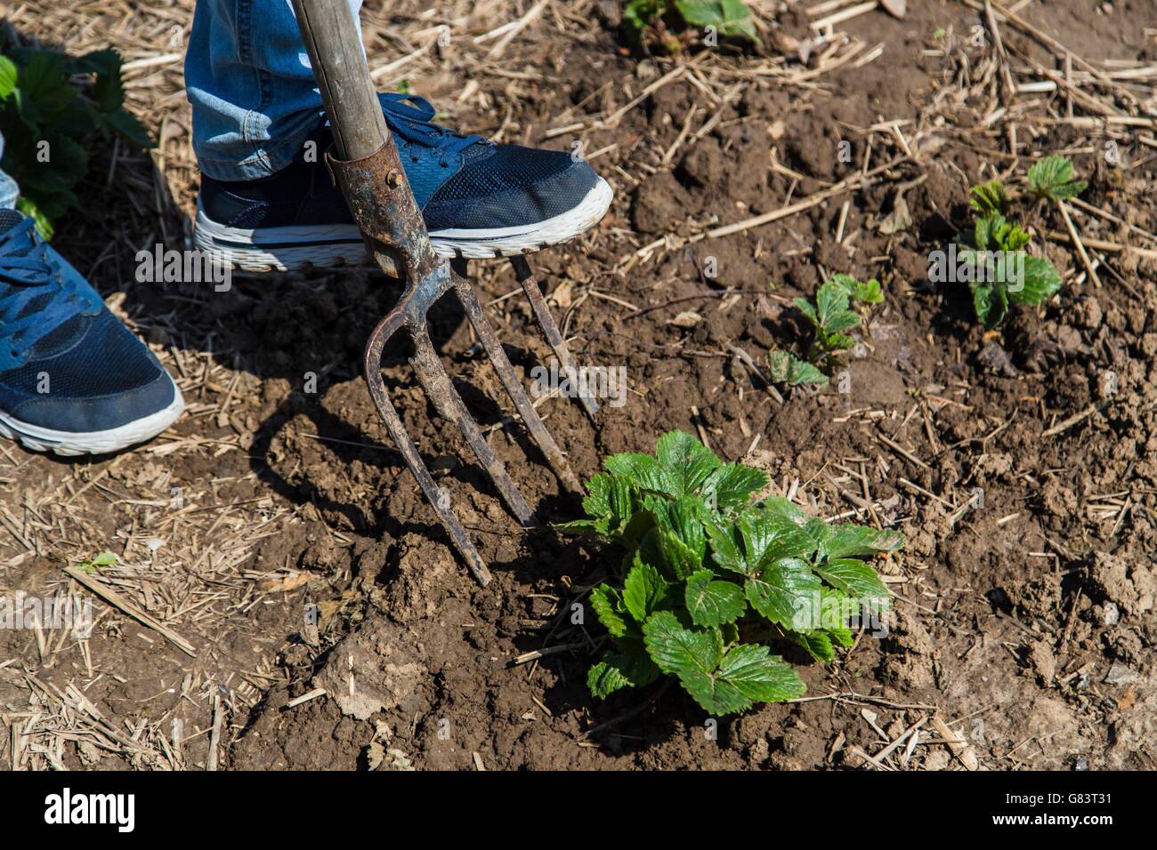 Digging spring soil with pitchfork Stock Photo - Alamy