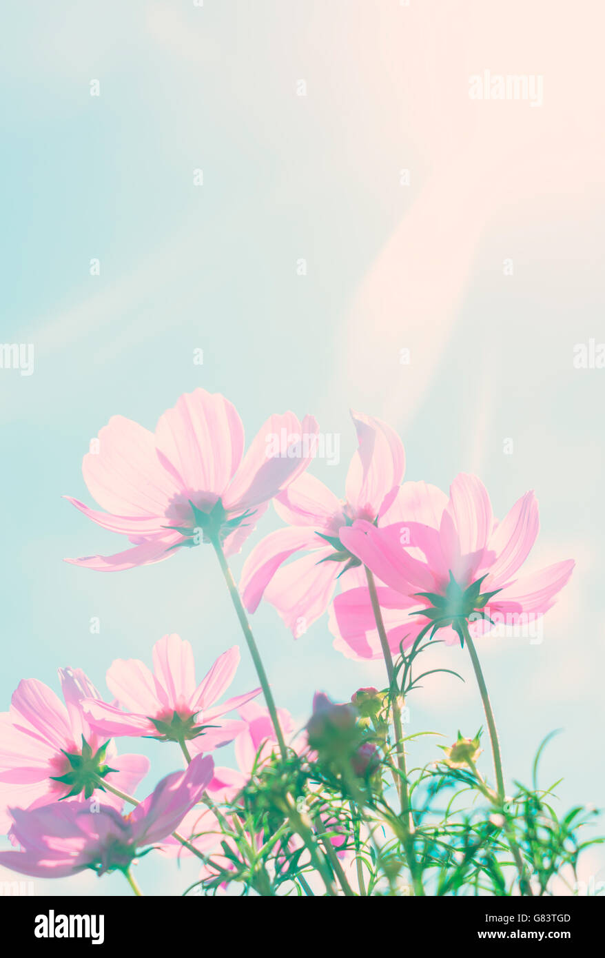 Cosmos pink flowers Stock Photo - Alamy