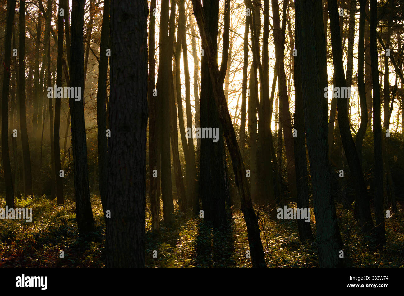 Sun rays peeking through forest hi-res stock photography and images - Alamy