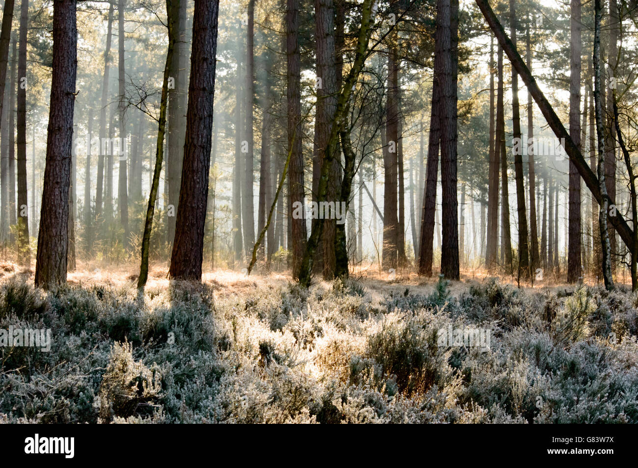 Sun rays in a forrest hitting the frosted plants on a cold winter ...