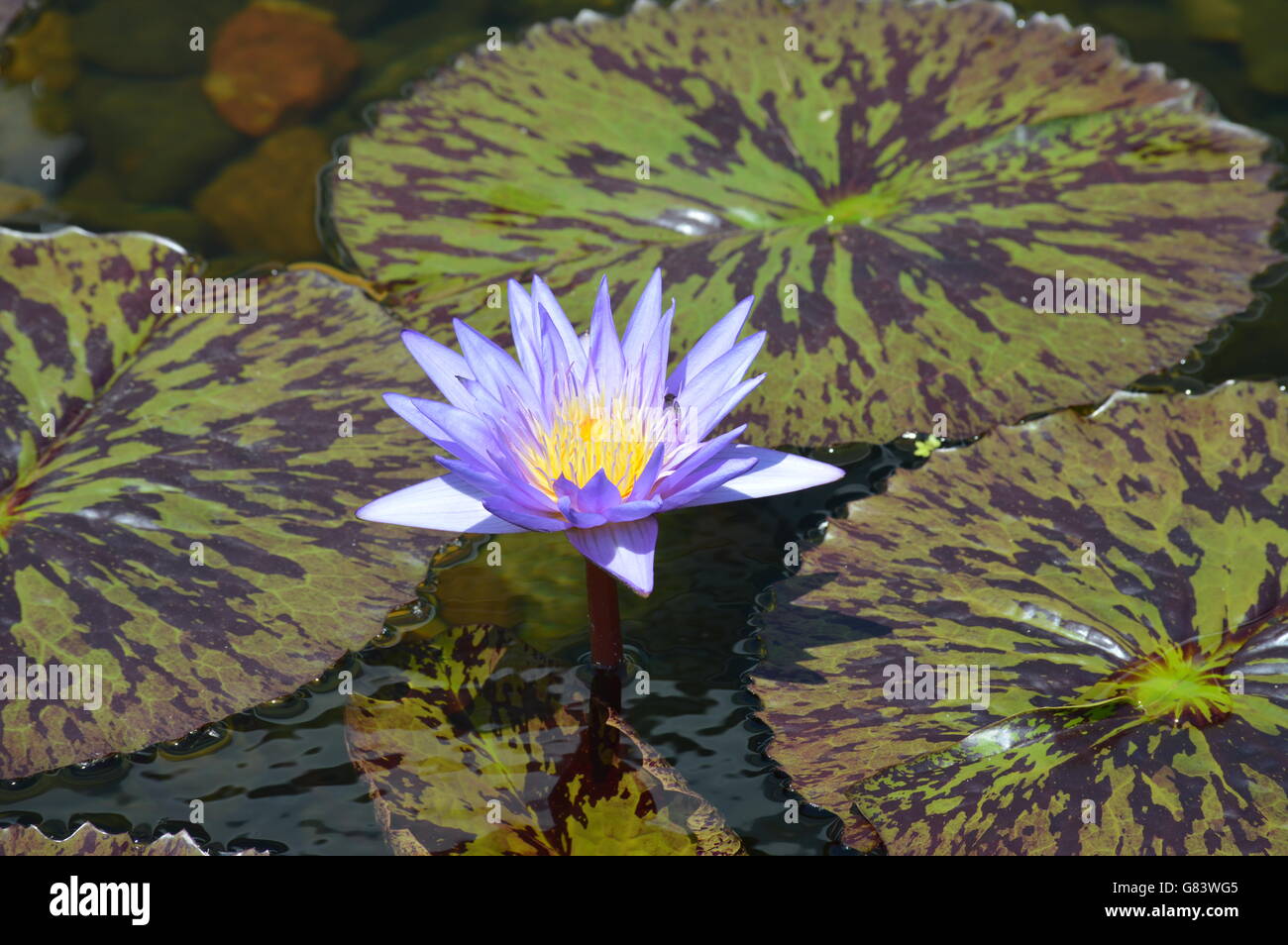 Water Lily in the pond Stock Photo - Alamy