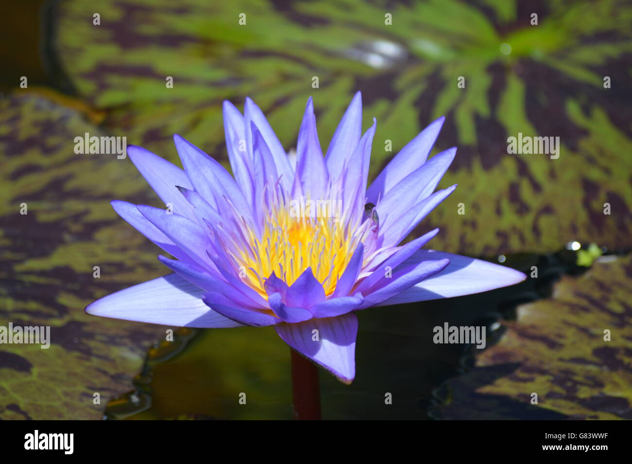 Water Lily in the pond Stock Photo - Alamy