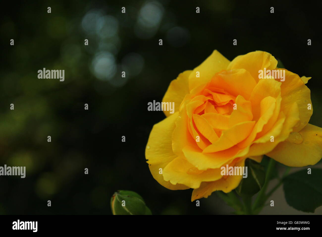 A sharp picture of a yellow rose Stock Photo - Alamy