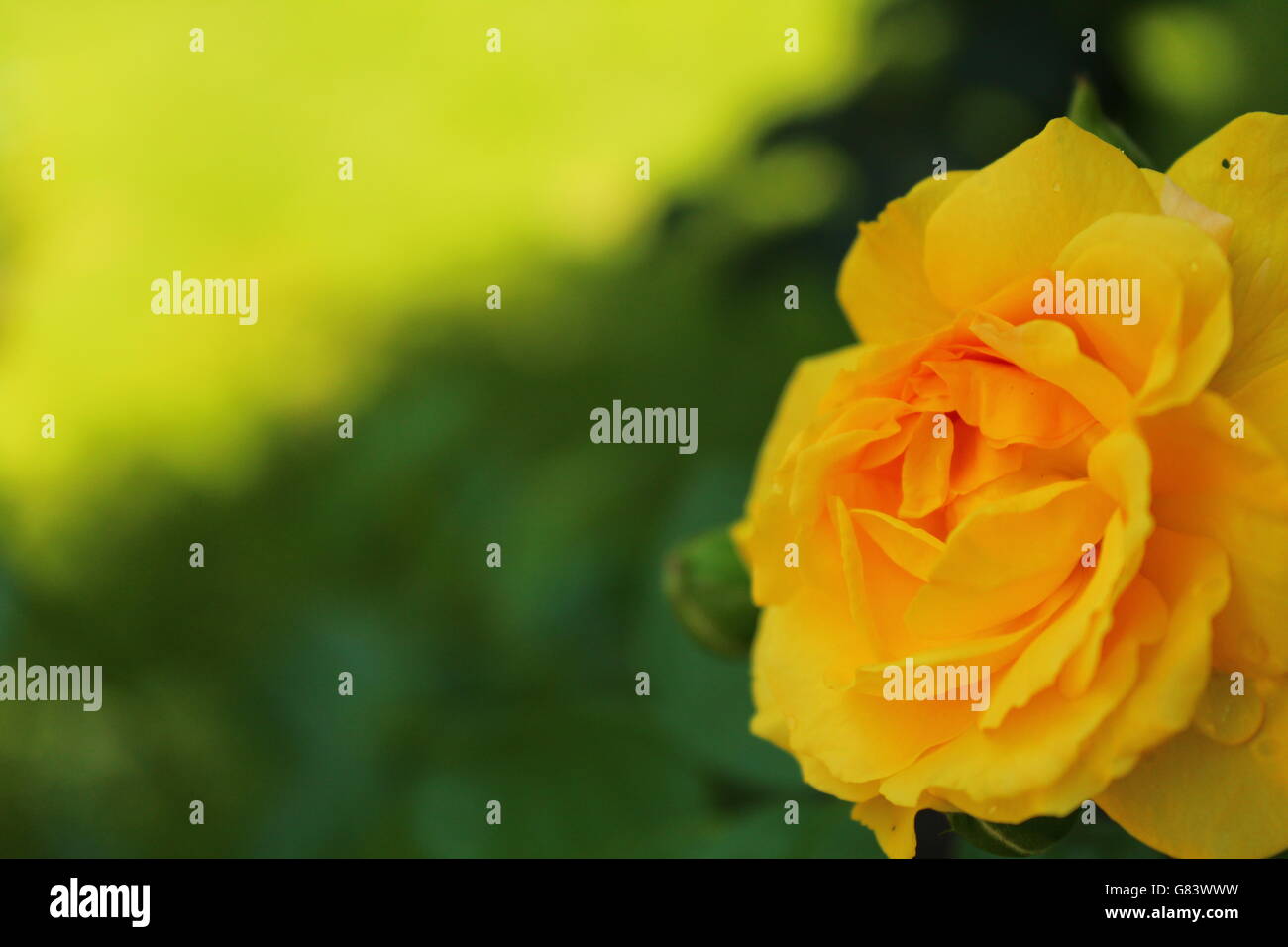 Sharp picture of a yellow rose Stock Photo - Alamy