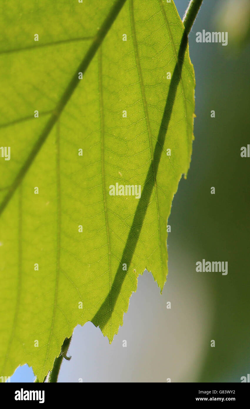 Sharp leaf hi-res stock photography and images - Alamy