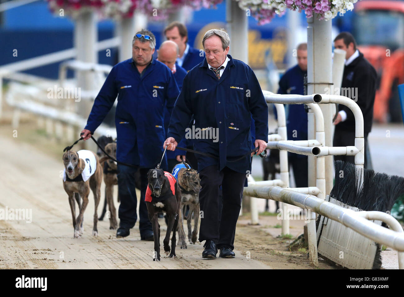 Greyhound Racing - William Hill Derby - Semi Finals - Wimbledon Stadium ...