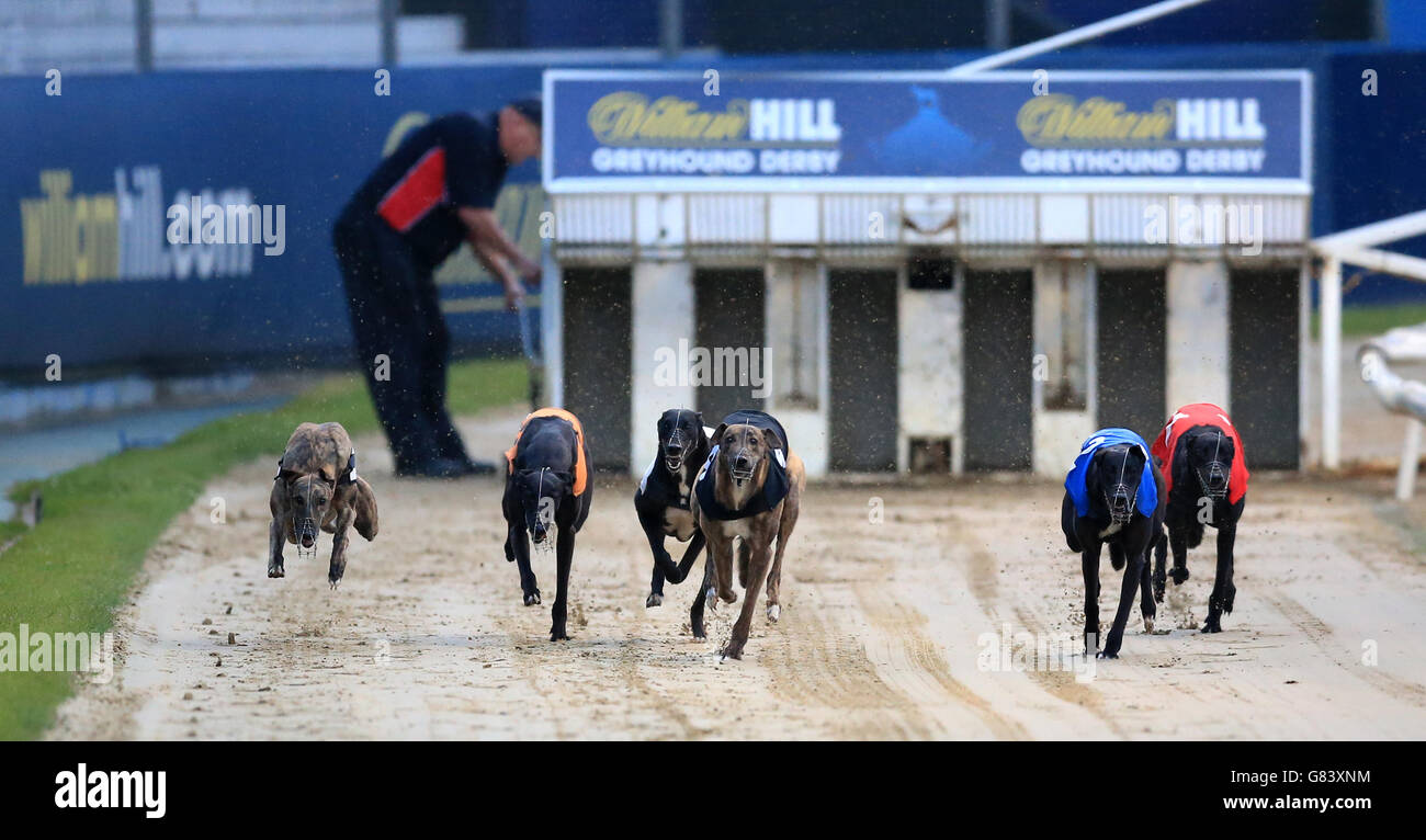 Greyhound Racing - William Hill Derby - Semi Finals - Wimbledon Stadium ...