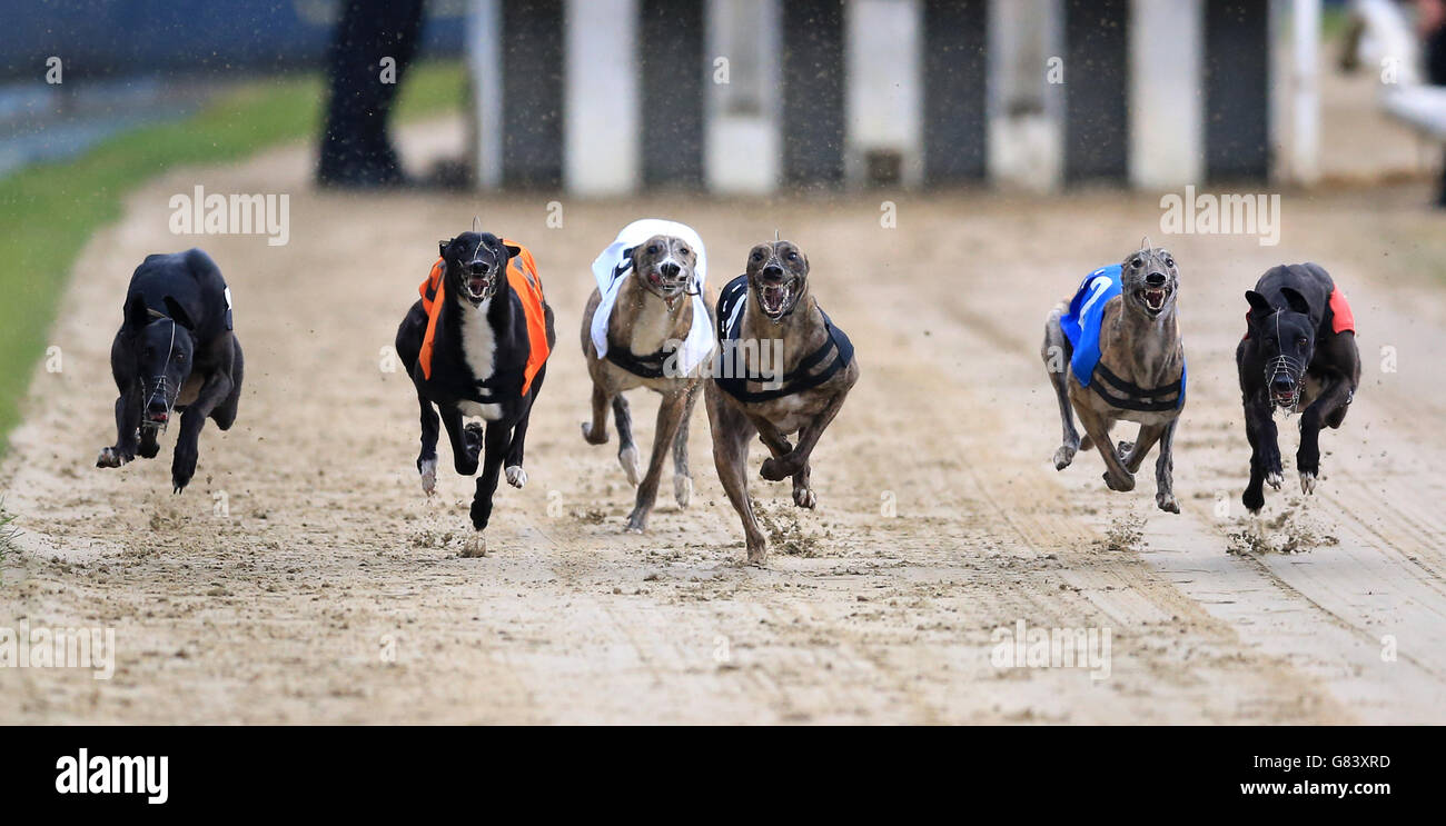 Greyhound Racing - William Hill Derby - Semi Finals - Wimbledon Stadium ...