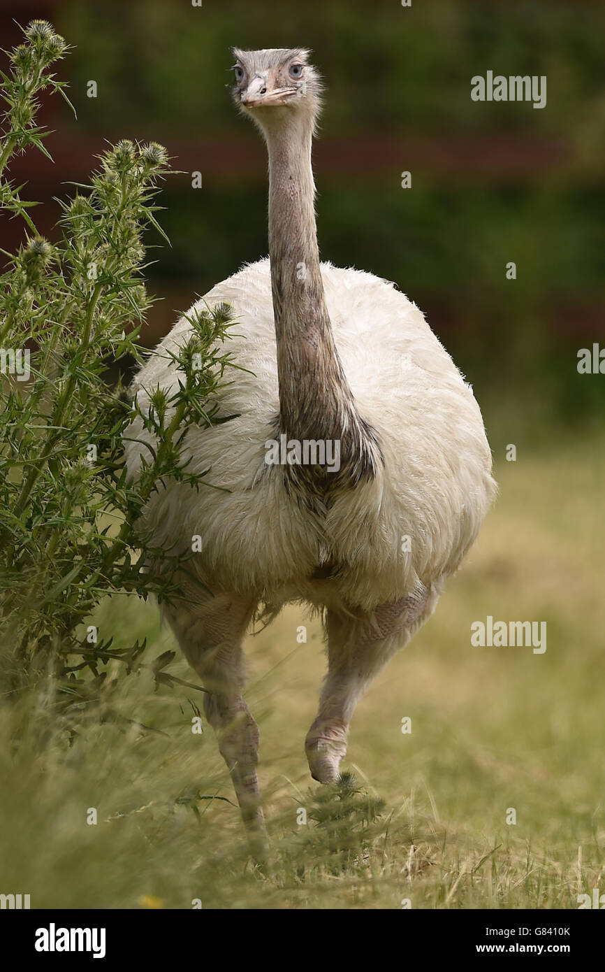 Rhea bird on the loose Stock Photo - Alamy