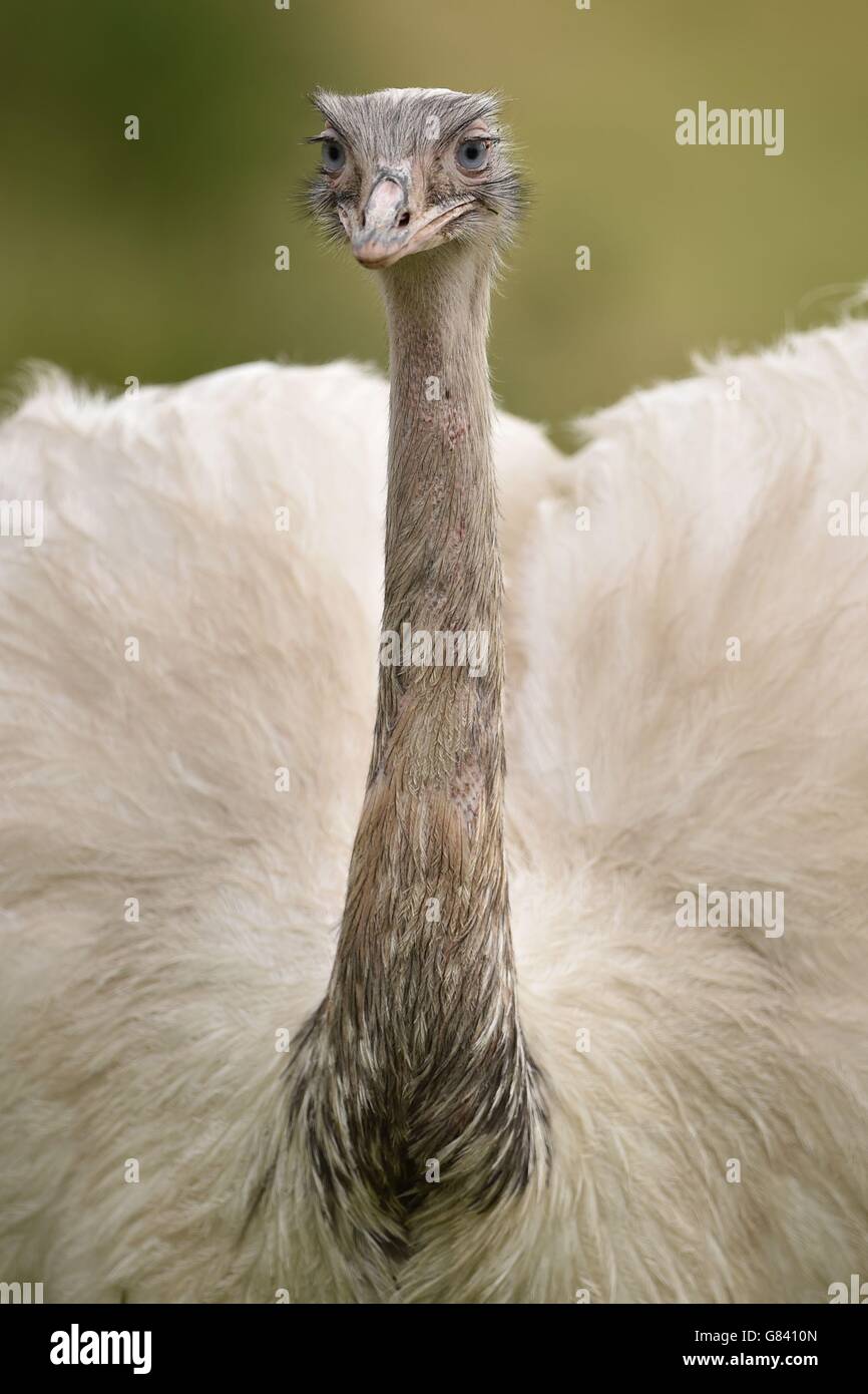 The female partner of the missing Rhea bird which has been on the loose ...