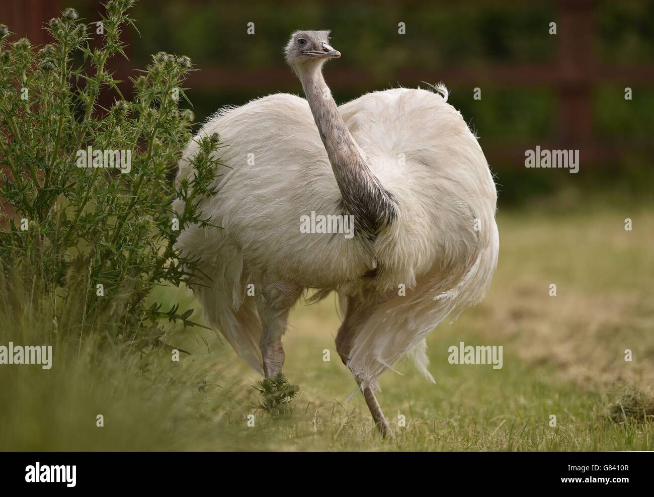 The female partner of the missing Rhea bird which has been on the loose ...