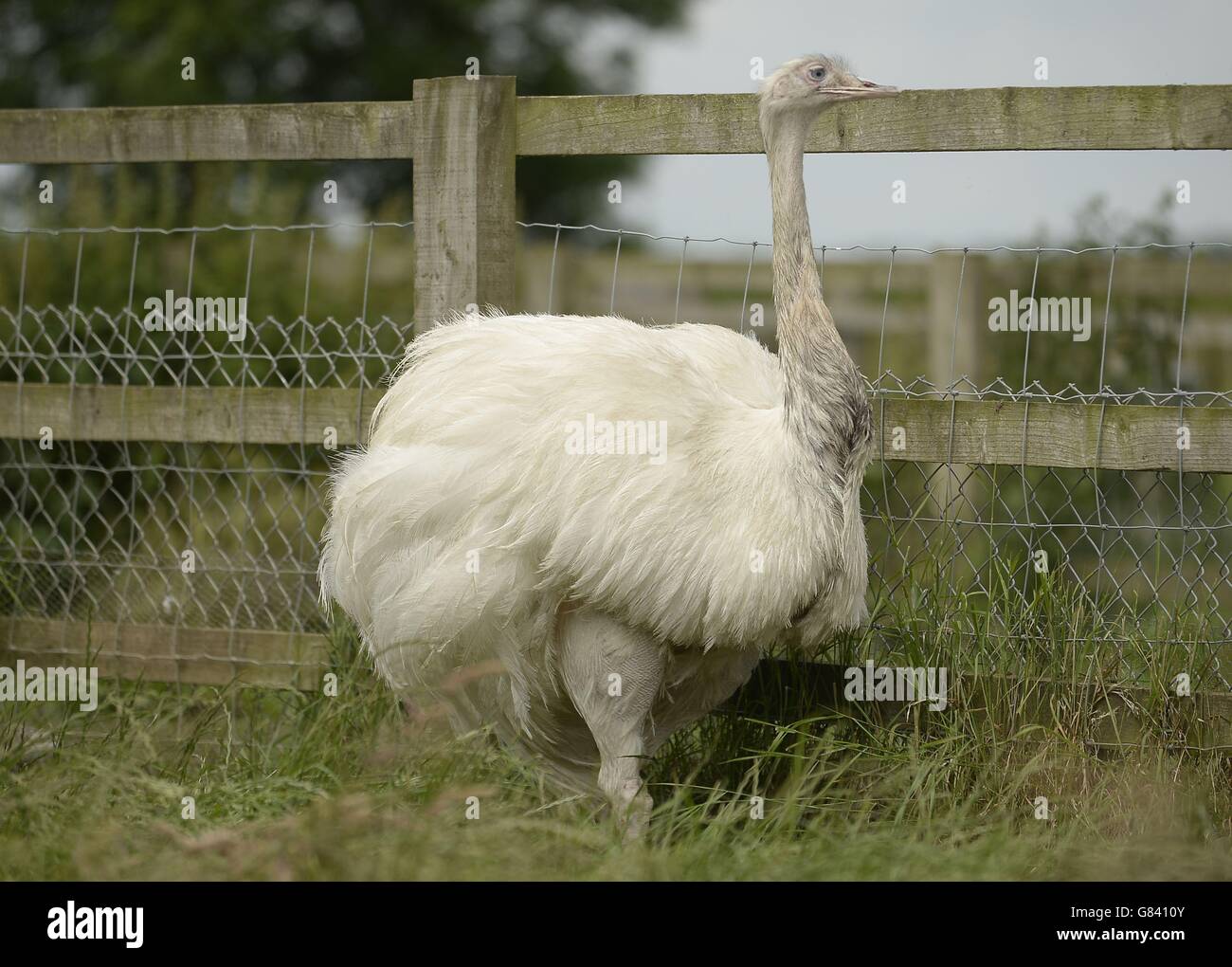 The female partner of the missing Rhea bird which is on the loose from ...