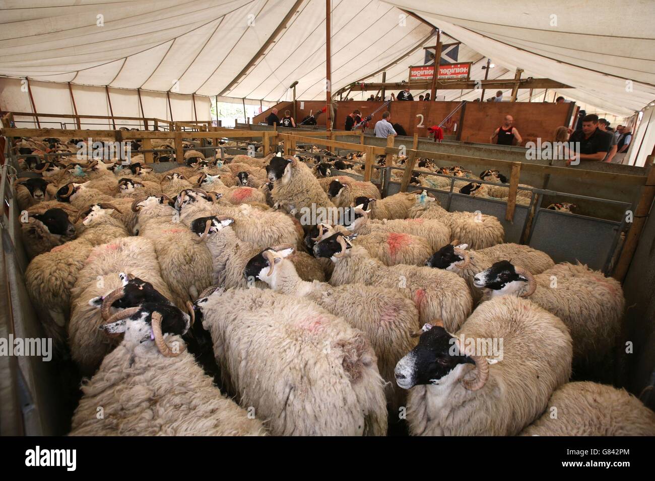 Ready To Be Sheared High Resolution Stock Photography and Images - Alamy