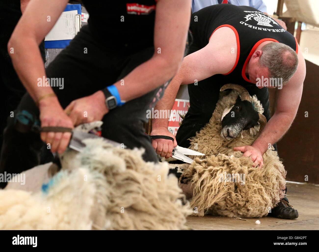 Sheep are sheared using blades at the Lochearnhead Shears event in ...