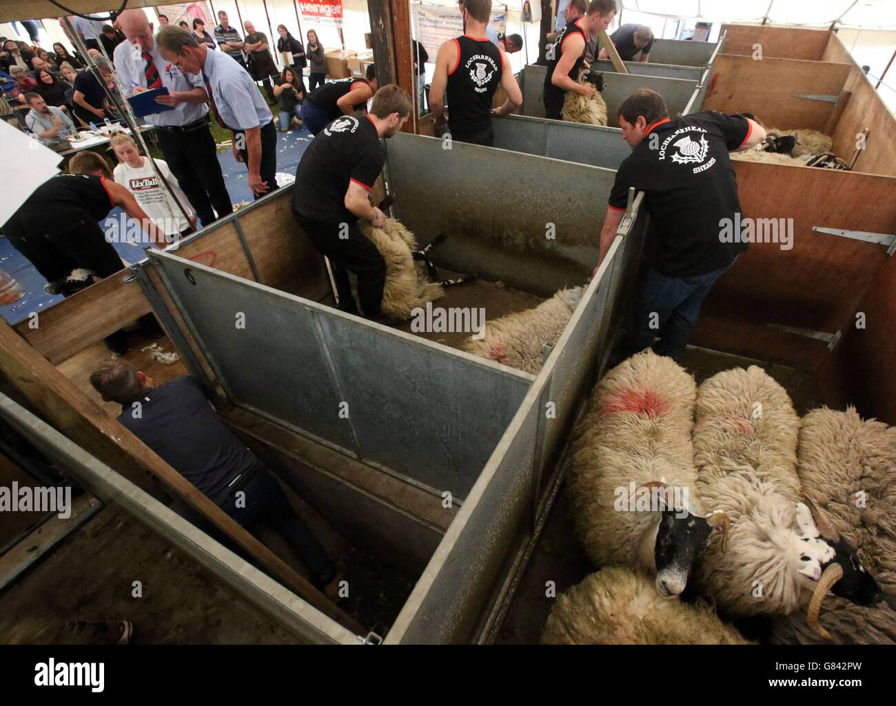 Sheep are moved ready to be sheared at the Lochearnhead Shears event in ...