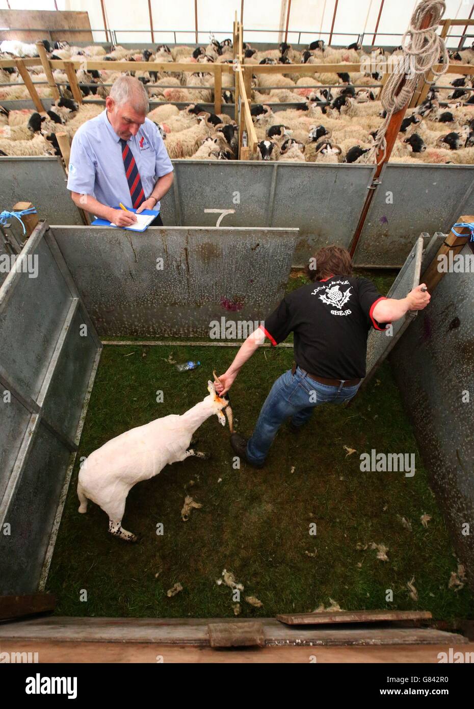 World champion sheep shearing hi-res stock photography and images - Alamy