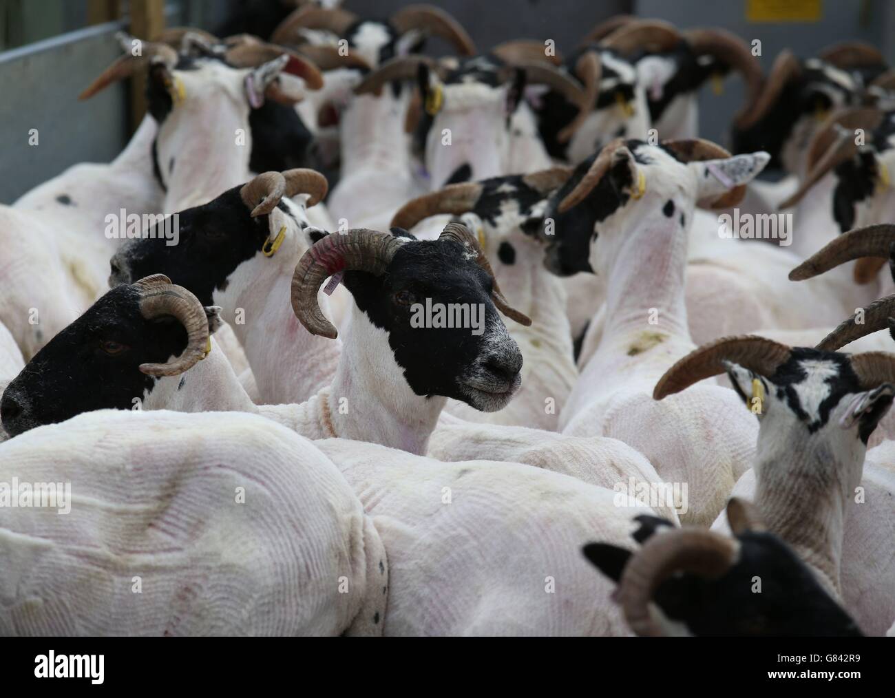 Sheep leave the Lochearnhead Shears event after having their coats ...