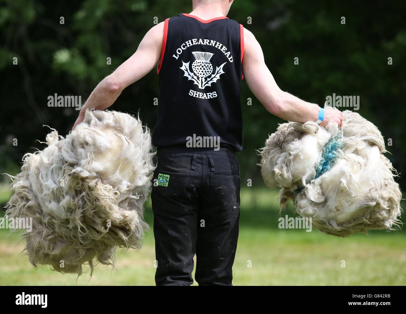 Sheep wool is taken away at the Lochearnhead Shears event in central ...