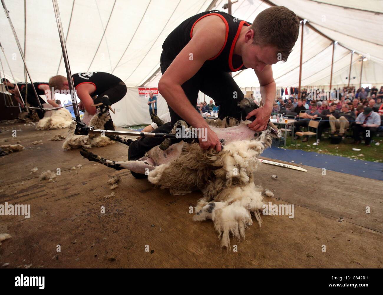 World champion sheep shearing hi-res stock photography and images - Alamy
