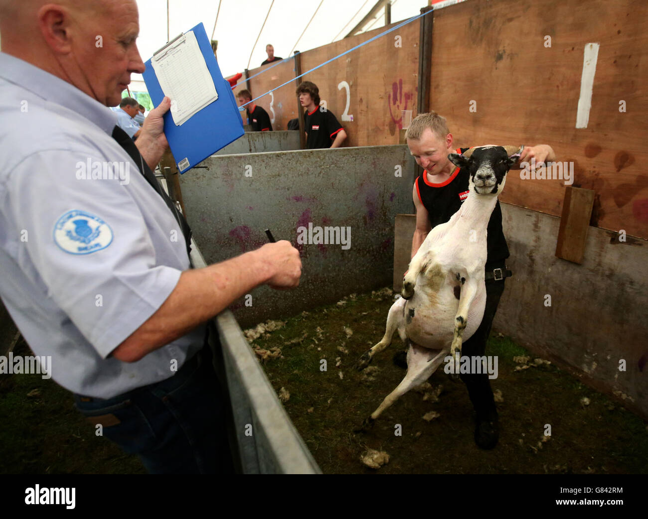 Sheep being sheared in shearing hi-res stock photography and images - Alamy