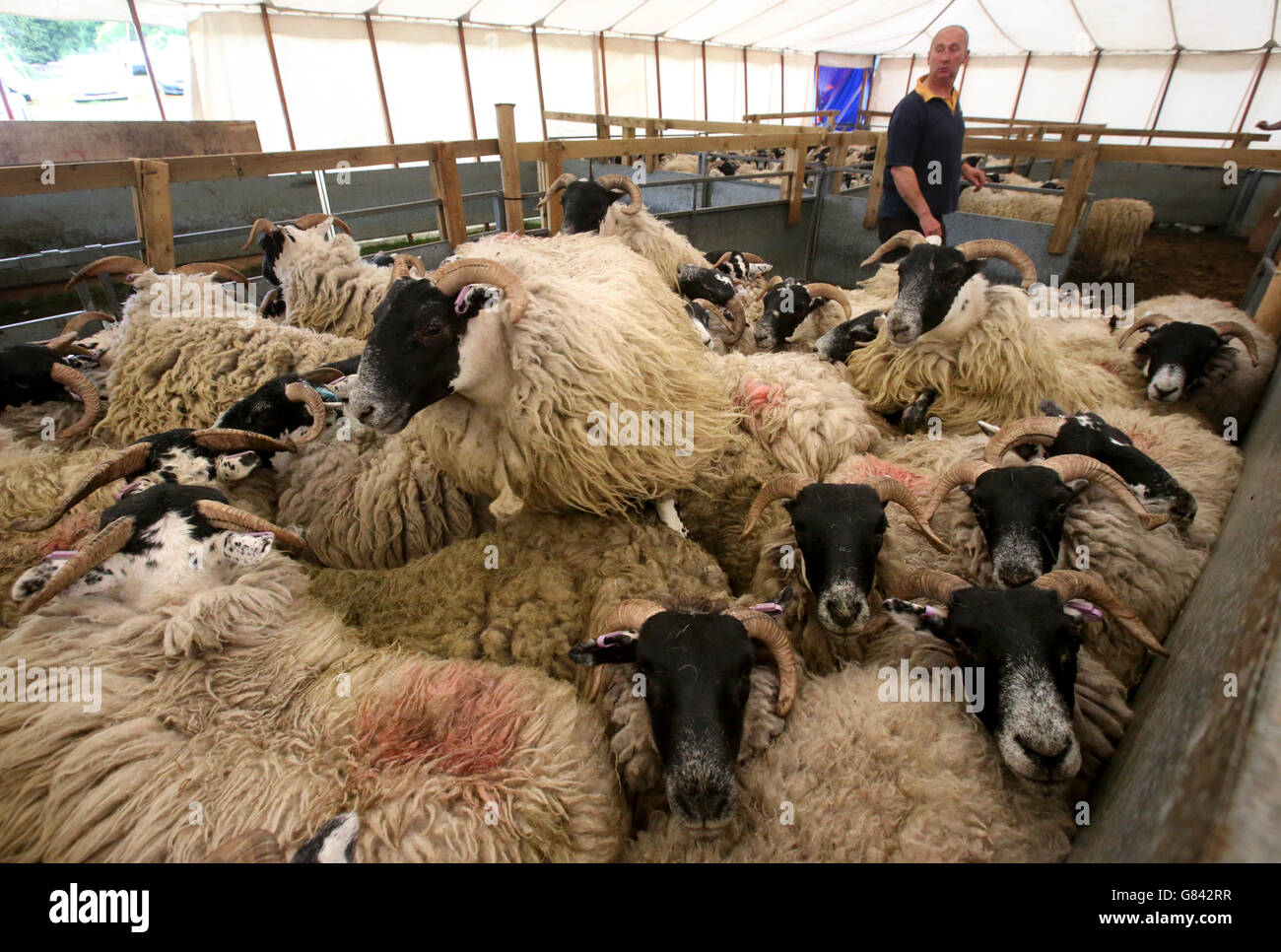 Sheep are moved backstage ready to be sheared at the Lochearnhead ...
