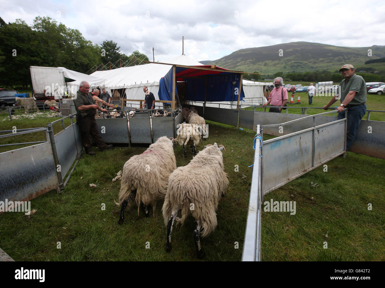 Sheep arrive at the Lochearnhead Shears event in central Scotland at ...