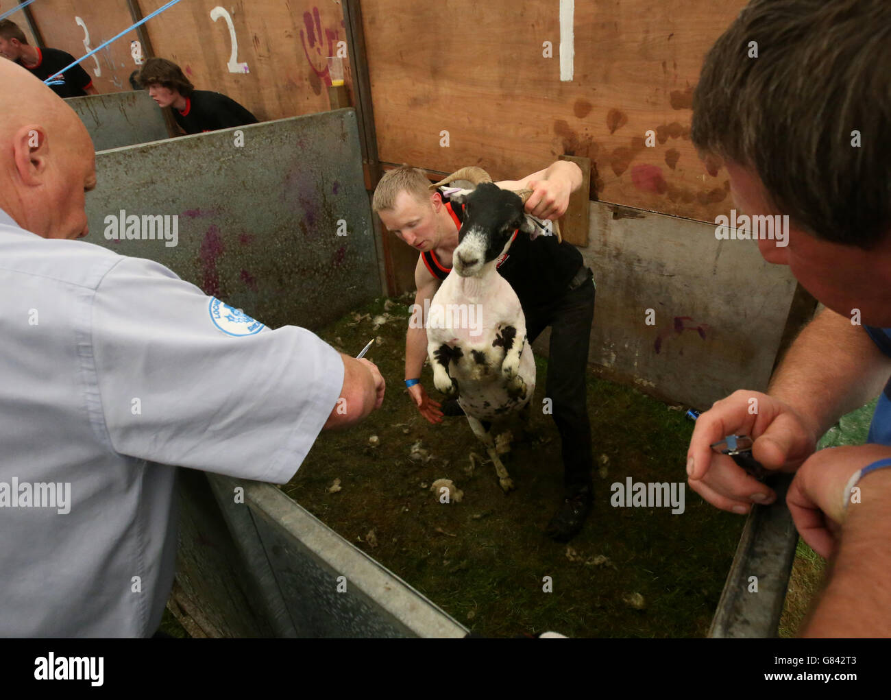 Judges check the sheep backstage after being sheared at the ...
