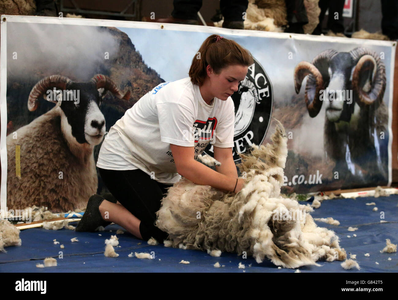 World champion sheep shearing hi-res stock photography and images - Alamy