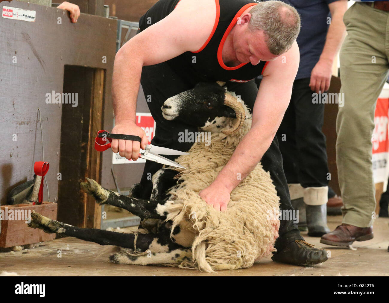 Sheep are sheared using blades at the Lochearnhead Shears event in ...