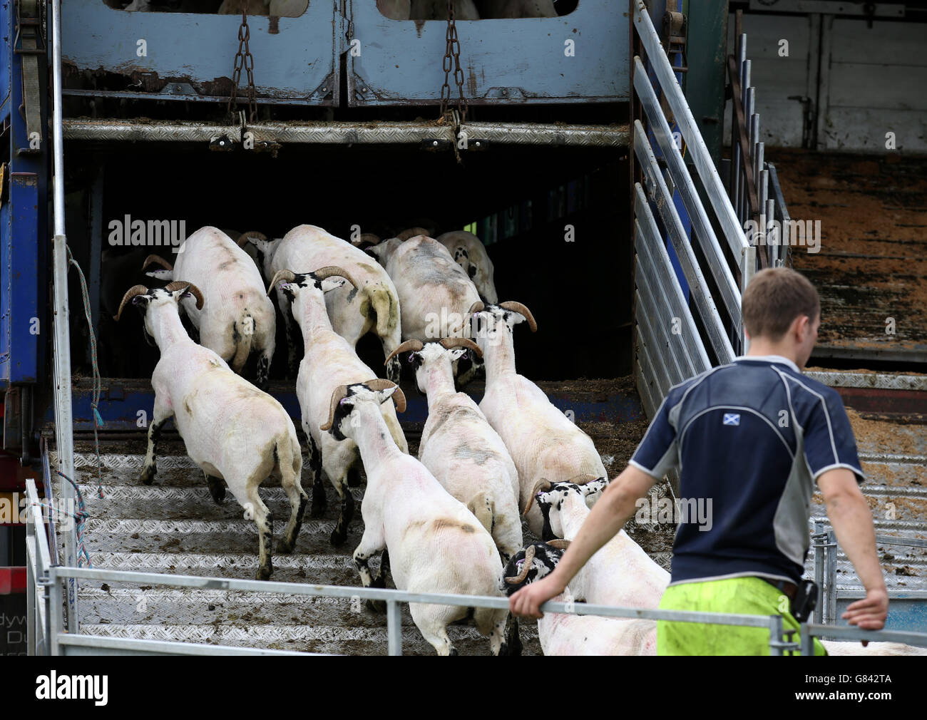 Shearers having hi-res stock photography and images - Alamy