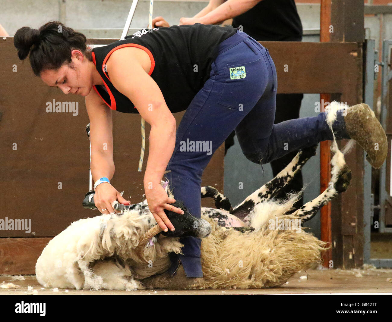 World champion sheep shearing hi-res stock photography and images - Alamy