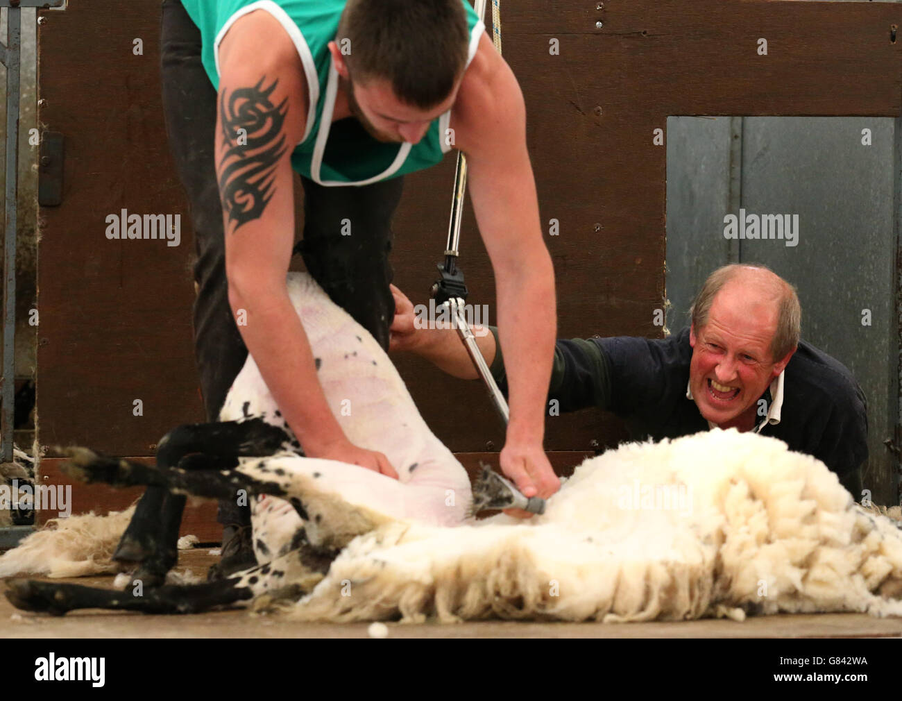 John Bonham from Ireland looks on as he prepares to pull sheared sheep ...
