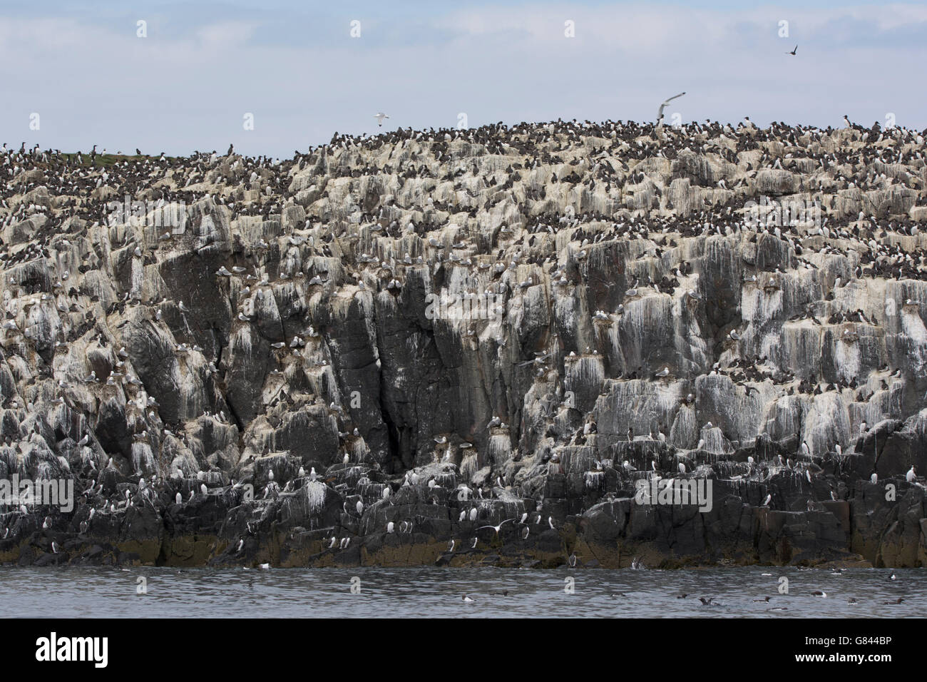 Seabirds on rock ledges Stock Photo - Alamy