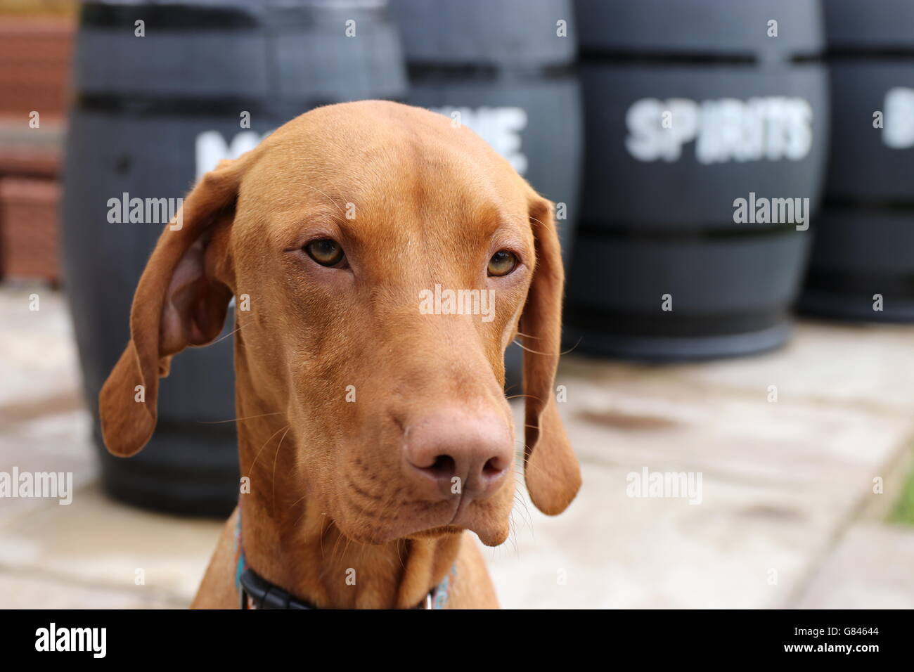 Hungarian vizsla dog Stock Photo - Alamy