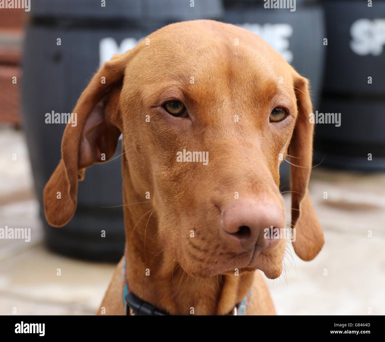 Hungarian vizsla dog Stock Photo - Alamy