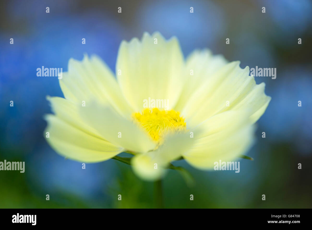 Light yellow Cosmos flower with soft background of blue Stock Photo - Alamy