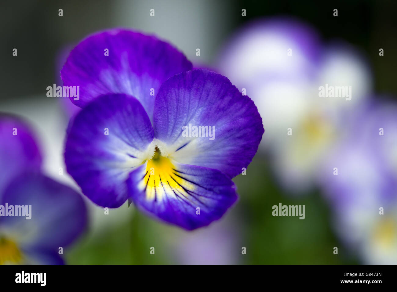 Beautiful blue Viola with white and yellow markings Stock Photo - Alamy