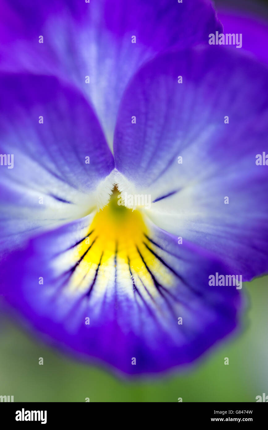 Beautiful blue Viola with white and yellow markings Stock Photo - Alamy