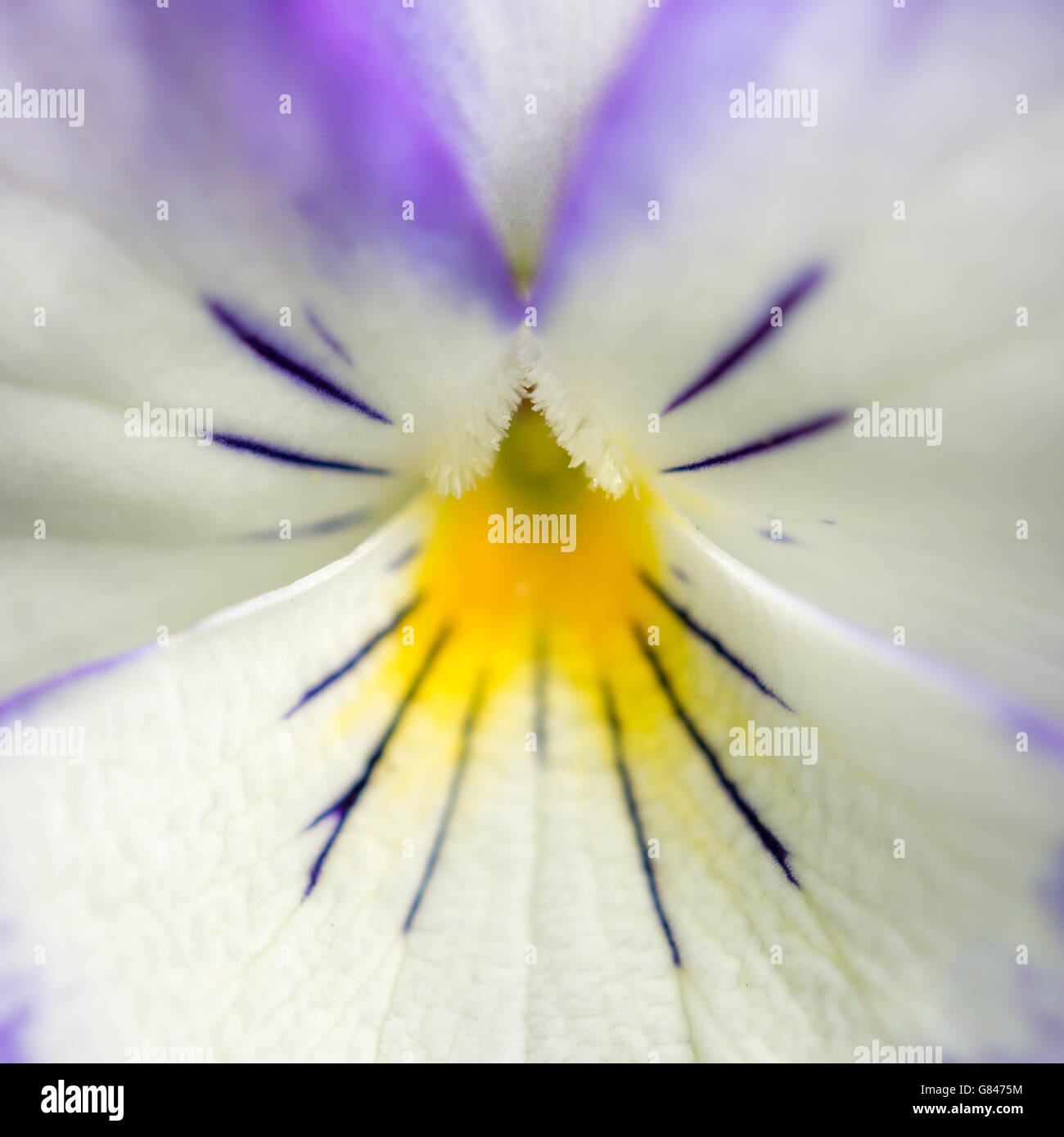 White petals purple markings hi-res stock photography and images - Alamy