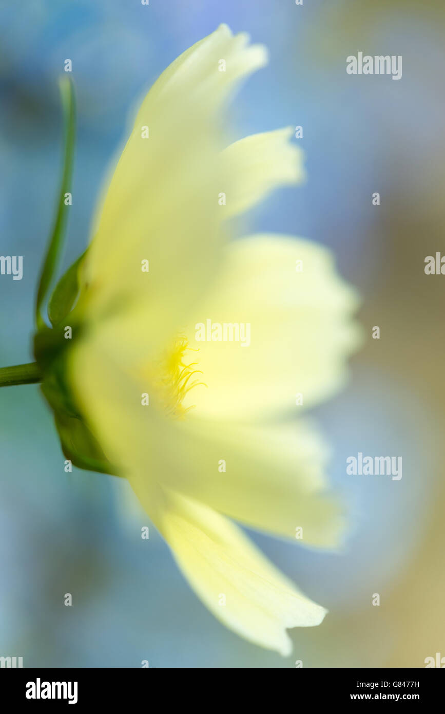 Yellow Cosmos flower with soft and blurry background Stock Photo - Alamy