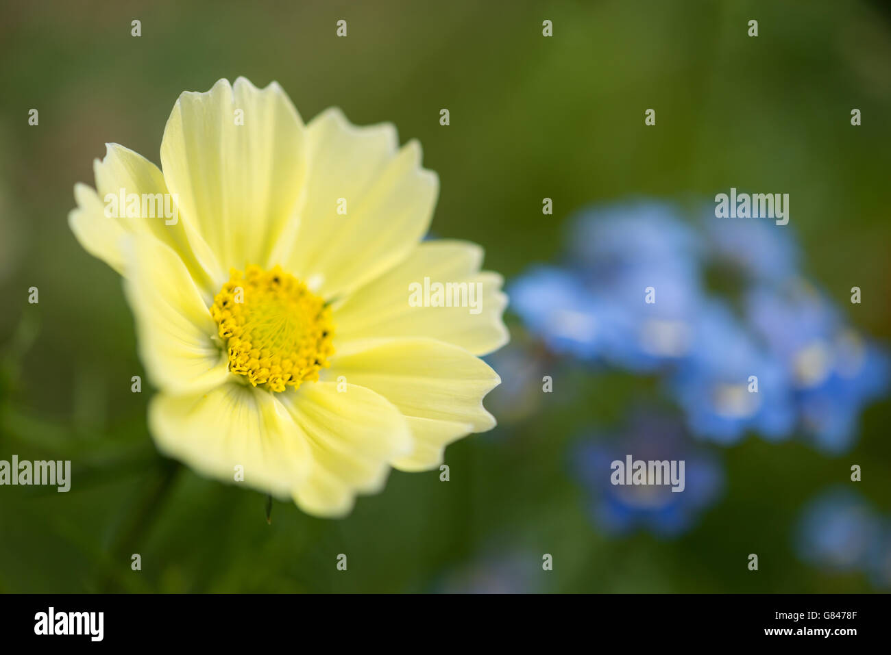 Yellow Cosmos flower with soft and blurry background Stock Photo - Alamy