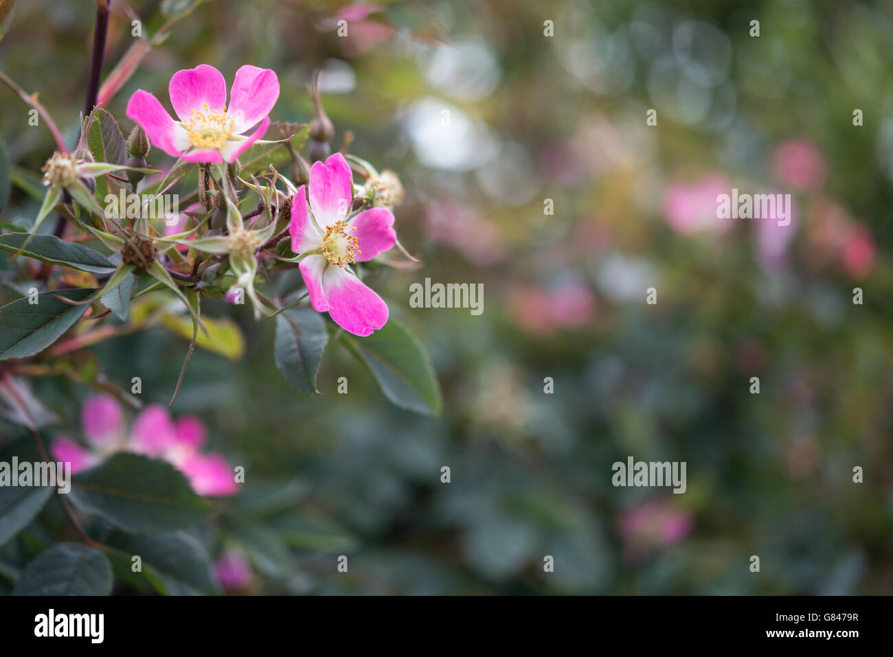 Rosa Glauca with mid pink single flowers and rose hips. A soft and ...