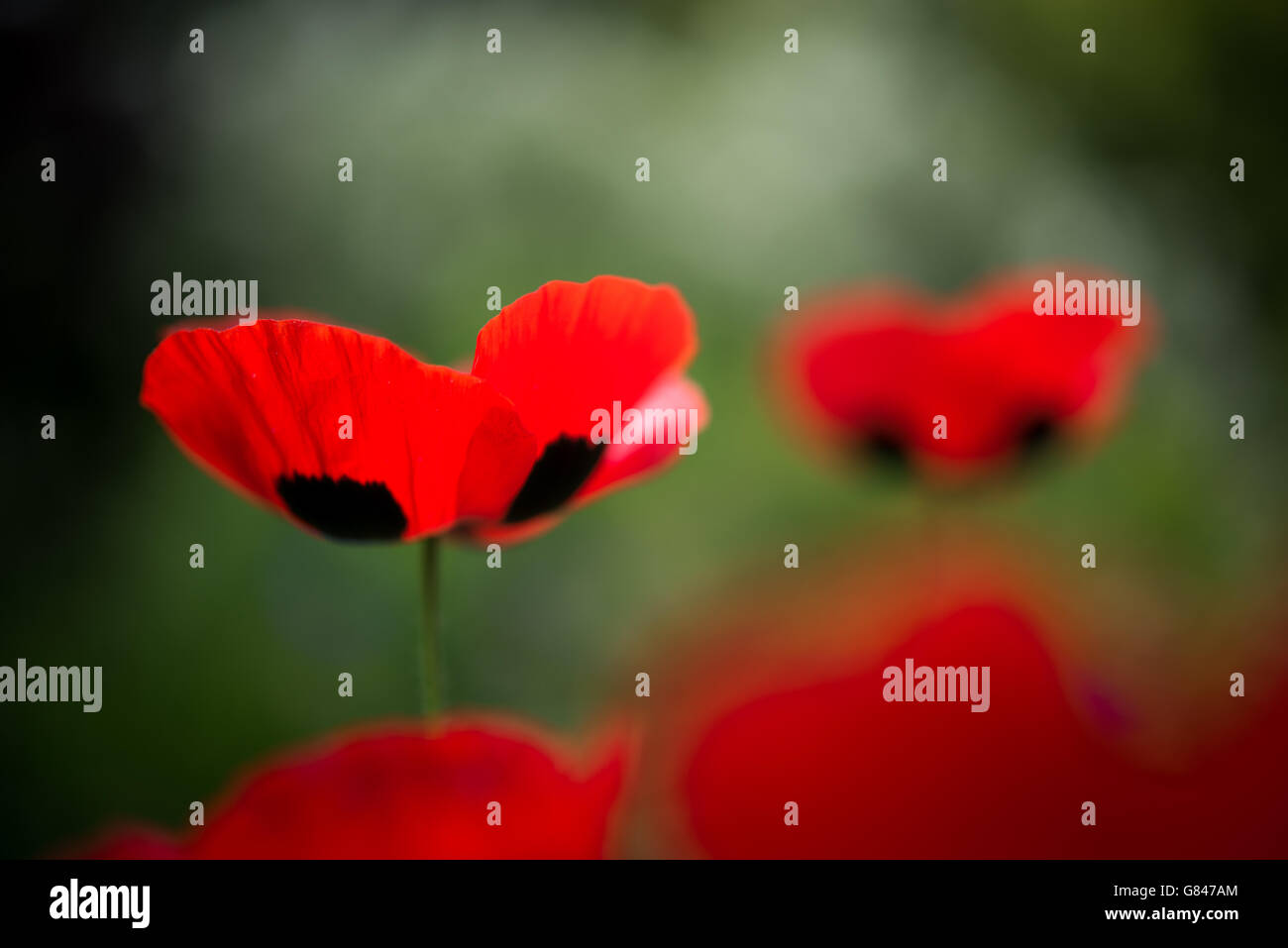 Ladybird poppies hi-res stock photography and images - Alamy