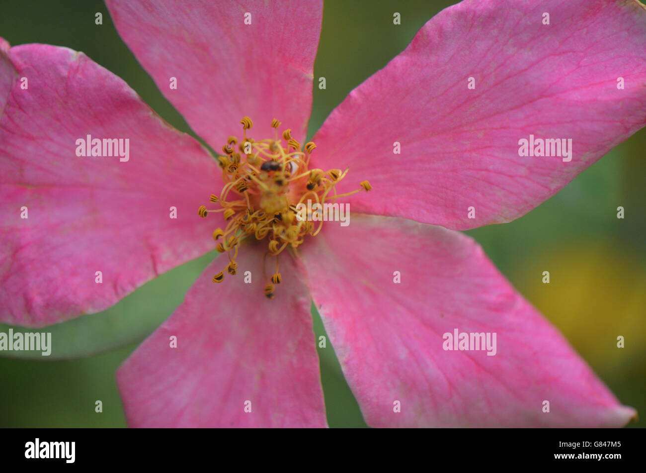 Pink Mutabilis Rose Flower Stock Photo - Alamy
